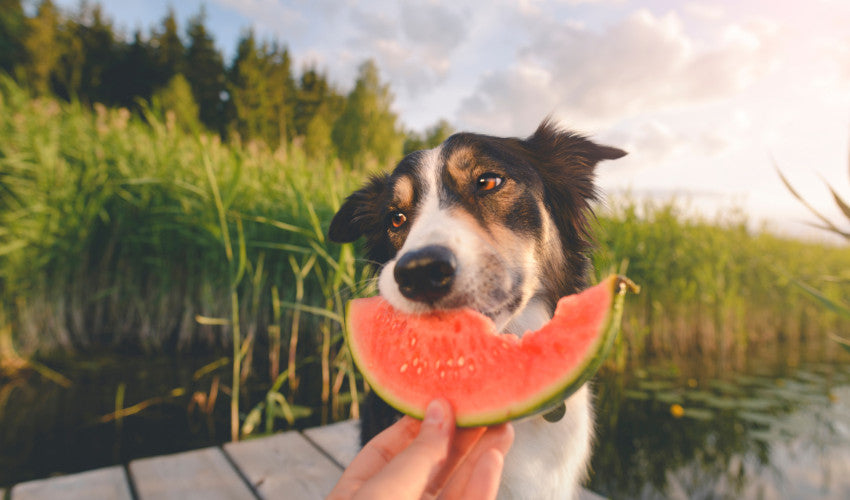 Essential Tips for Keeping Your Pet Safe and Cool During the Summer He